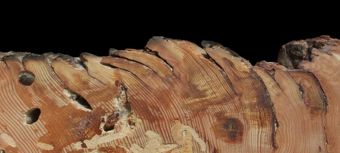Tree Ring Lab | Tree Ring Lab